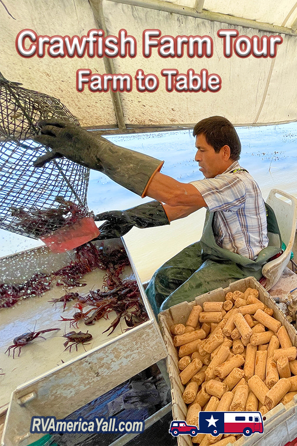 Crawfish Farm Tour | RV America Y'all